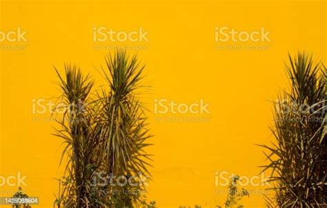 천연 녹색 잎이 많은 열대 식물 식물 불에 탄 노란색 깨끗한 최소 콘크리트 건물 질감 추상적인 배경 0명에 대한 스톡 사진 및 기타 이미지 Istock