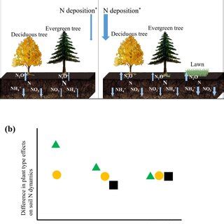 Schematic Presentation Of How Soil N Dynamics Can Be Influenced By Download Scientific Diagram