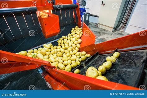 Potato Sorting Processing And Packing Factory Stock Image Image Of