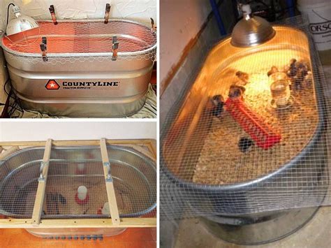 How To Set Up A Chick Brooder Temperature Chart And Supplies ~ Homestead And Chill