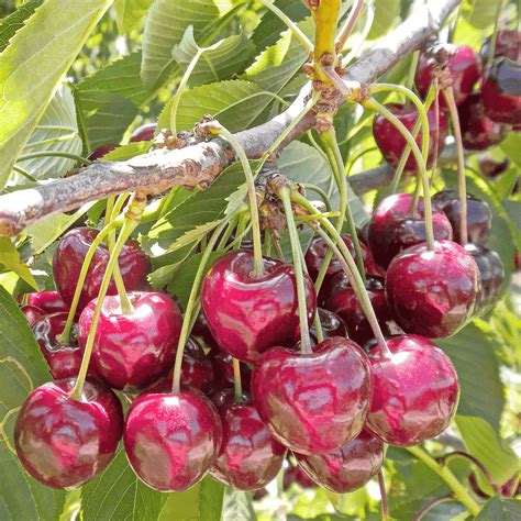 Bing Cherry Tree For Sale Enjoy Fresh And Juicy Cherries From Your