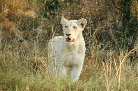 South Africa Flying Safari Travel Mode