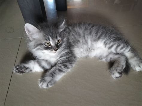 Kitten 2 Just Chilling 9gag