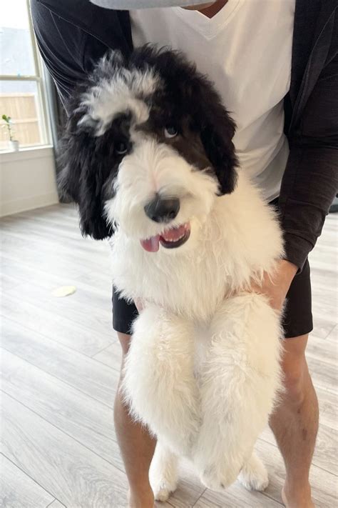 When Is A Sheepadoodle Full Grown Size And Age Fully Grown