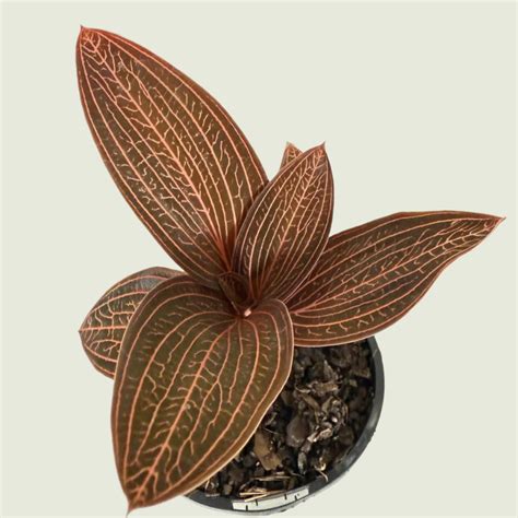 Buy Jewel Orchid Ludisia Discolor Rare Velvet Orchid Succulents Online