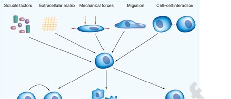 Interactions Between Stem Cells And The Extracellular Environment