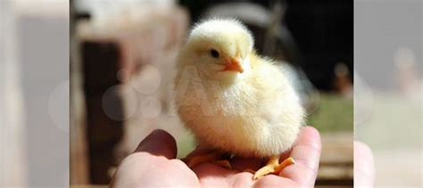 Цыплята несушки купить в Оленегорске Животные и зоотовары Авито