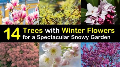 Trees With Winter Flowers For A Spectacular Snowy Garden