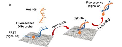 Graphene Based Biosensors Cd Bioparticles