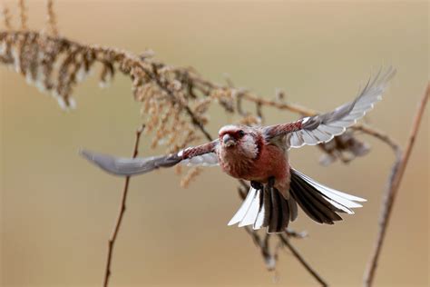 ベニマシコの飛翔① by アカゲラ親父 ID12279532 写真共有サイト PHOTOHITO