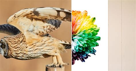 List Pandas Curated By Philip Wewiora Medium