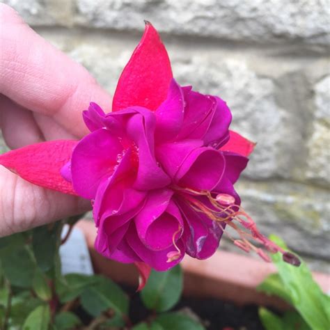 Fuchsia 'Dollar Princess', Fuchsia 'Dollar Princess' - uploaded by ...