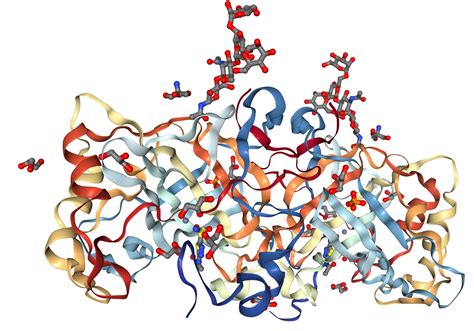 Carbonic Anhydrase Ix General Information Sino Biological