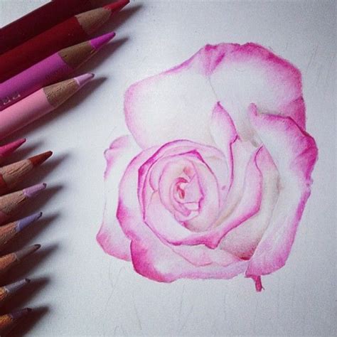 Pink Rose Drawing With Colored Pencils