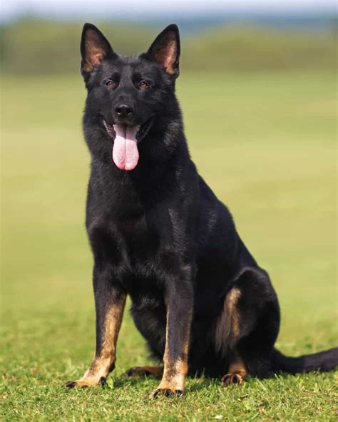 German Shepherd Color Blind