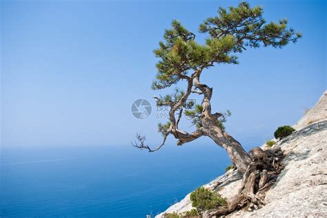 悬崖边缘的孤木丛树背高清图片下载 正版图片503439507 摄图网