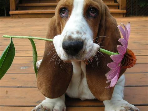 Top Dog Breeds Wallpaper Basset Hound