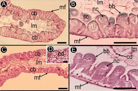 Light Microscopy Image Of The Midgut Of Chrysomya Megacephala Maggots Download Scientific