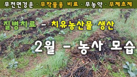 영상 56 무경운 토양 유기물멀칭 제주 자연농 2월 농사 모습 Youtube