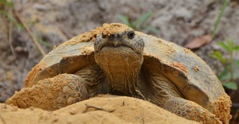 Gopher Tortoise Imp World