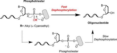 亚磷酰胺化学在固相寡核苷酸合成中的扩展：快速 3 去磷酸化和链切割the Journal Of Organic Chemistry X Mol