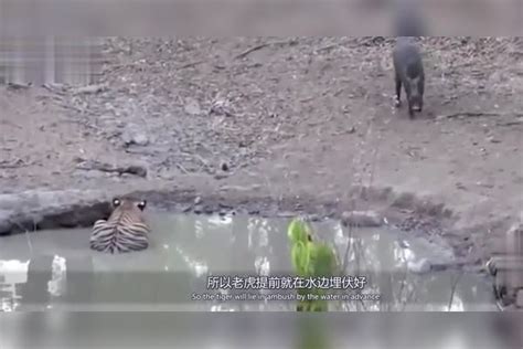 200斤老虎和500斤野猪，谁更厉害一点呢？镜头拍下全过程野猪镜头老虎