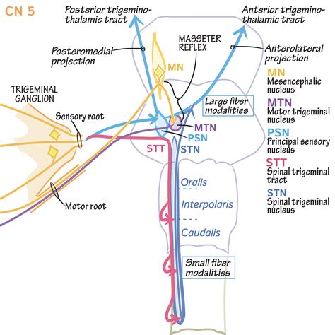 Neuroanatomy Glossary Trigeminal Nerve Cn 5 Ditki Medical And Biological Sciences