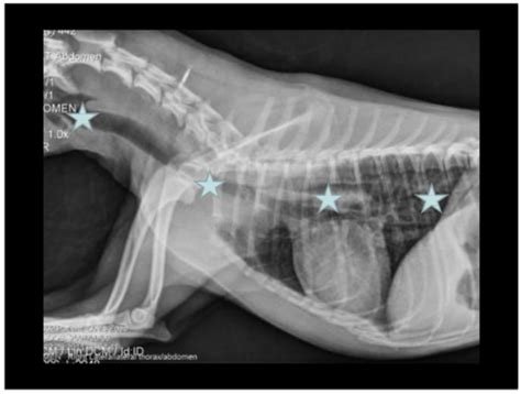 Dandc L9 Conditions Of The Git Requiring Surgery Flashcards Quizlet