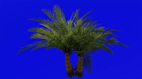 Tree Animation Sylvester Palm Silver Date Palm Indian Date