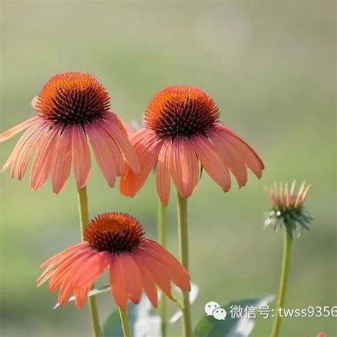 悟透自己好文 是一种 什么 人生