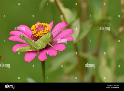Sub Adult Javanese Grasshopper Rest On Zinnia Flower Java Indonesia
