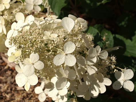 Paniculata ‘mathilde Hydrangea Derby Paniculata ‘mathilde Hydrangea Derby