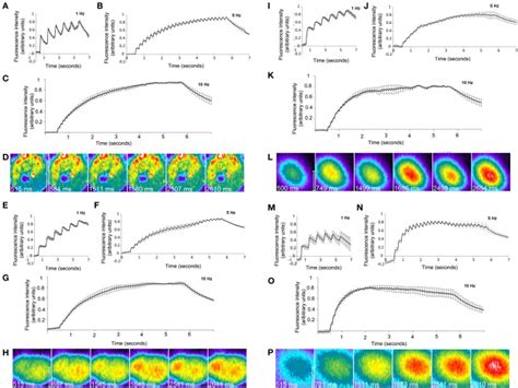 Calcium Imaging Frequency Response Of Cultured Rat Cortical Neurons