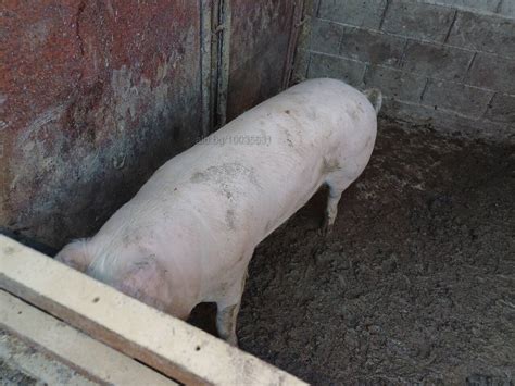 Заплодено прасе Прасета Селскостопански животни Асеновец Продавам заплодено прасе 100к