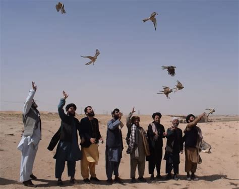 حکومت طالبان از قاچاق پرنده‌های کمیاب افغانستان جلوگیری کرده‌ایم