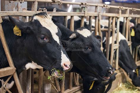 奶牛棚里饲养的奶牛高清图片下载 正版图片507705448 摄图网