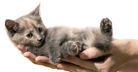 Dilute Tortie Kitten At Alice Pinard Blog