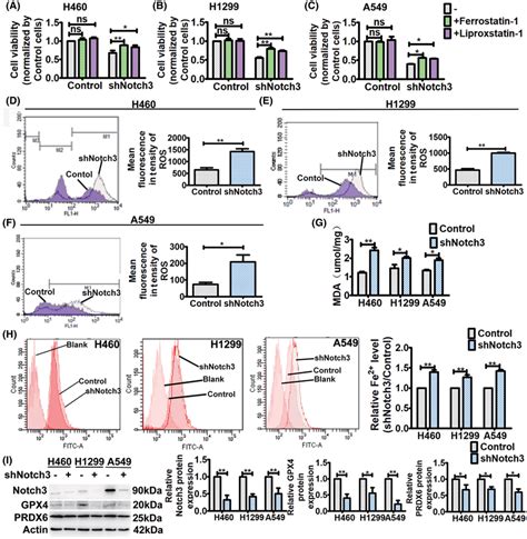 Notch3 Knockdown Induces Ferroptosis A C After Ferrostatin‐1 1 μm Download Scientific