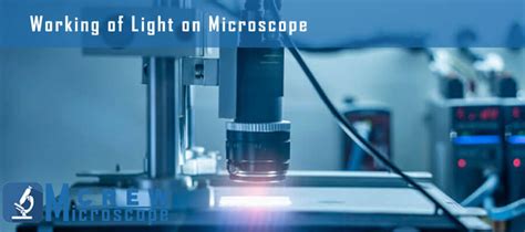 What Does The Light Source Do On A Microscope Microscope Crew
