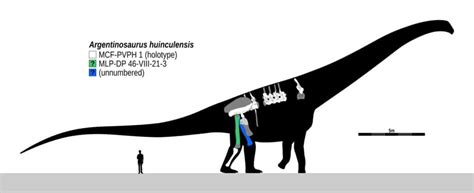 Argentinosaurus The Titan Of The Late Cretaceous Period