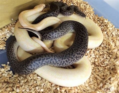 Spotted Python Collection