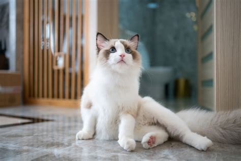 Nicest Cat Breeds Money