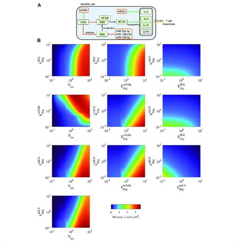 Model Predictions Of DC Mediated T Cell Responses A Scheme Of Download Scientific Diagram