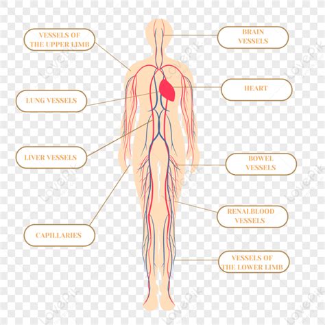 손으로 그린 만화 노란색 심장 일러스트 몸 혈관 시스템 그림머리사지 Png 일러스트 무료 다운로드 Lovepik