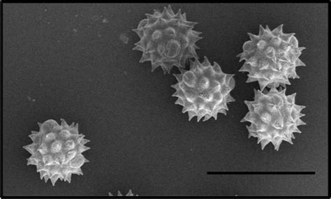Pollens Of D Macrophyllum Subsp Sparsipilosum Sem Scale 50 μm