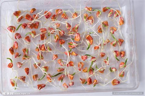 玉米种子发芽摄影图 农业生产 现代科技 摄影图库 昵图网