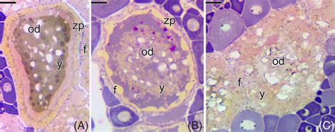 Histological Sections Of The Ovaries Of Chaetodon Striatus Showing The