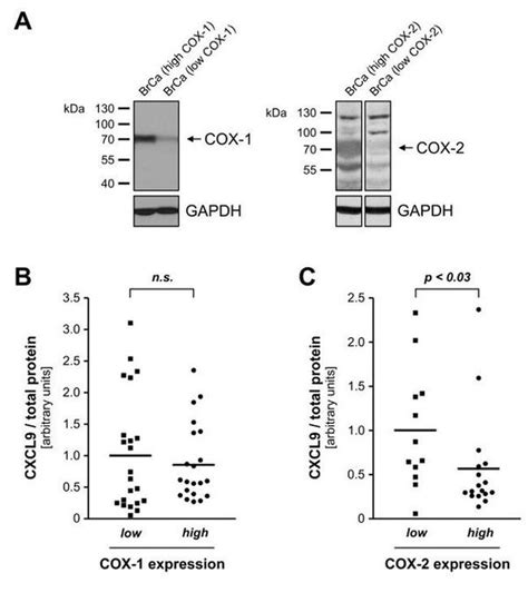 Cox1 Monoclonal Antibody Cox 111 35 8100