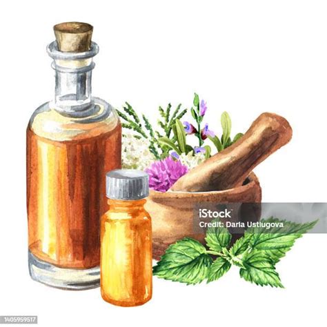 허브 수제 유기농 팅크를위한 약용 식물 대체 의학 허브 컬렉션 흰색 배경에 고립 된 손으로 그린 수채화 그림 아로마 테라피에 대한 스톡 벡터 아트 및 기타 이미지 Istock
