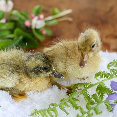 How To Hatch Quail Eggs Salt In My Coffee